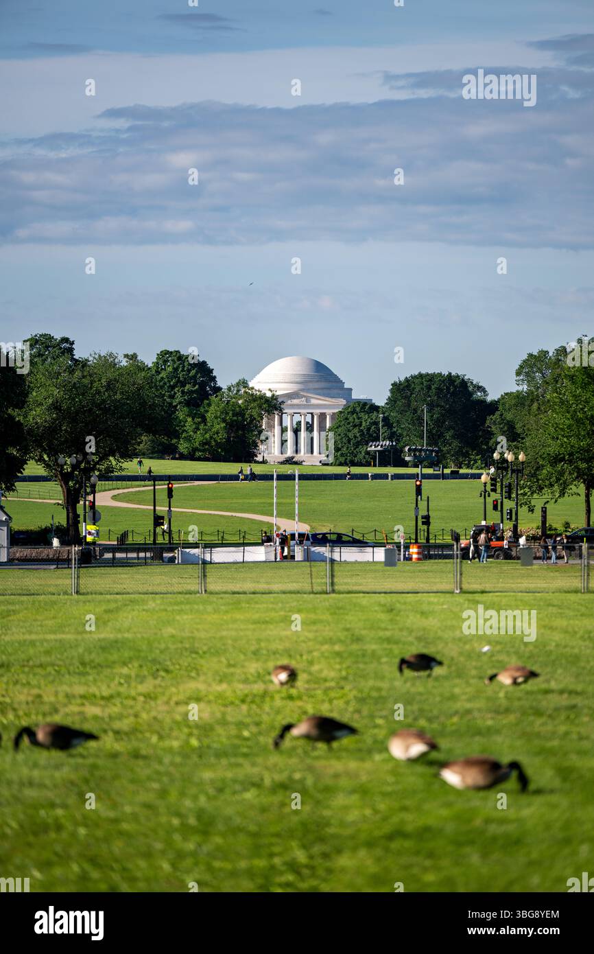 Canada geese graze on grassy hi-res stock photography and images - Alamy