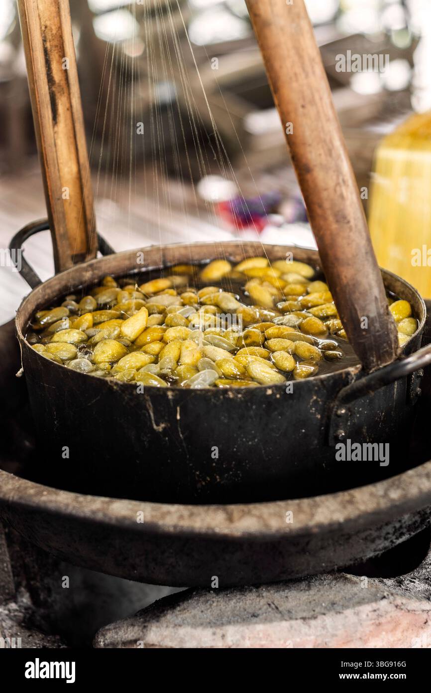 boiling silkworm cocoons traditional silk production method in ...
