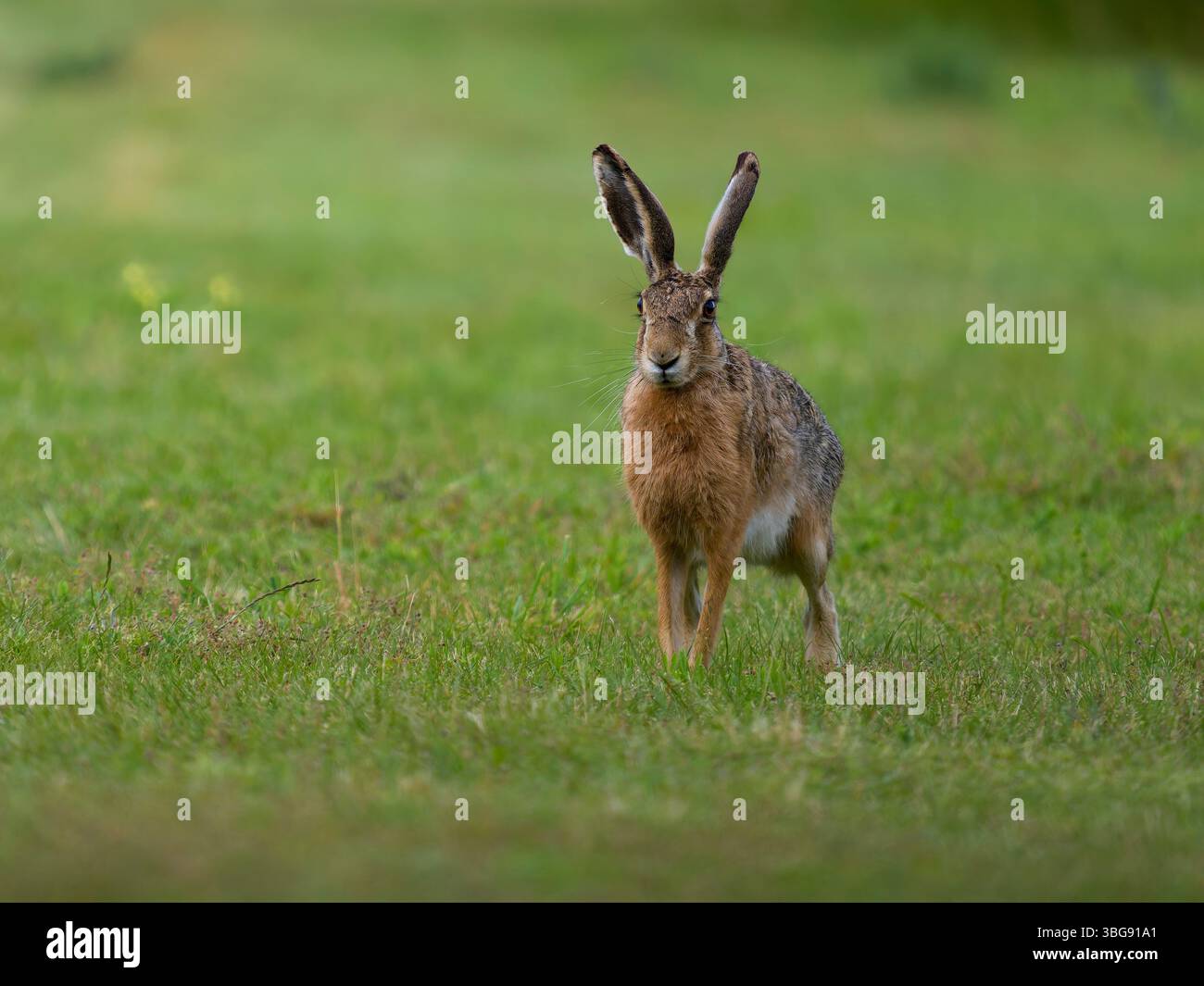 European brown hare, Lepus europaeus, Single mammal on grass, Hungary ...