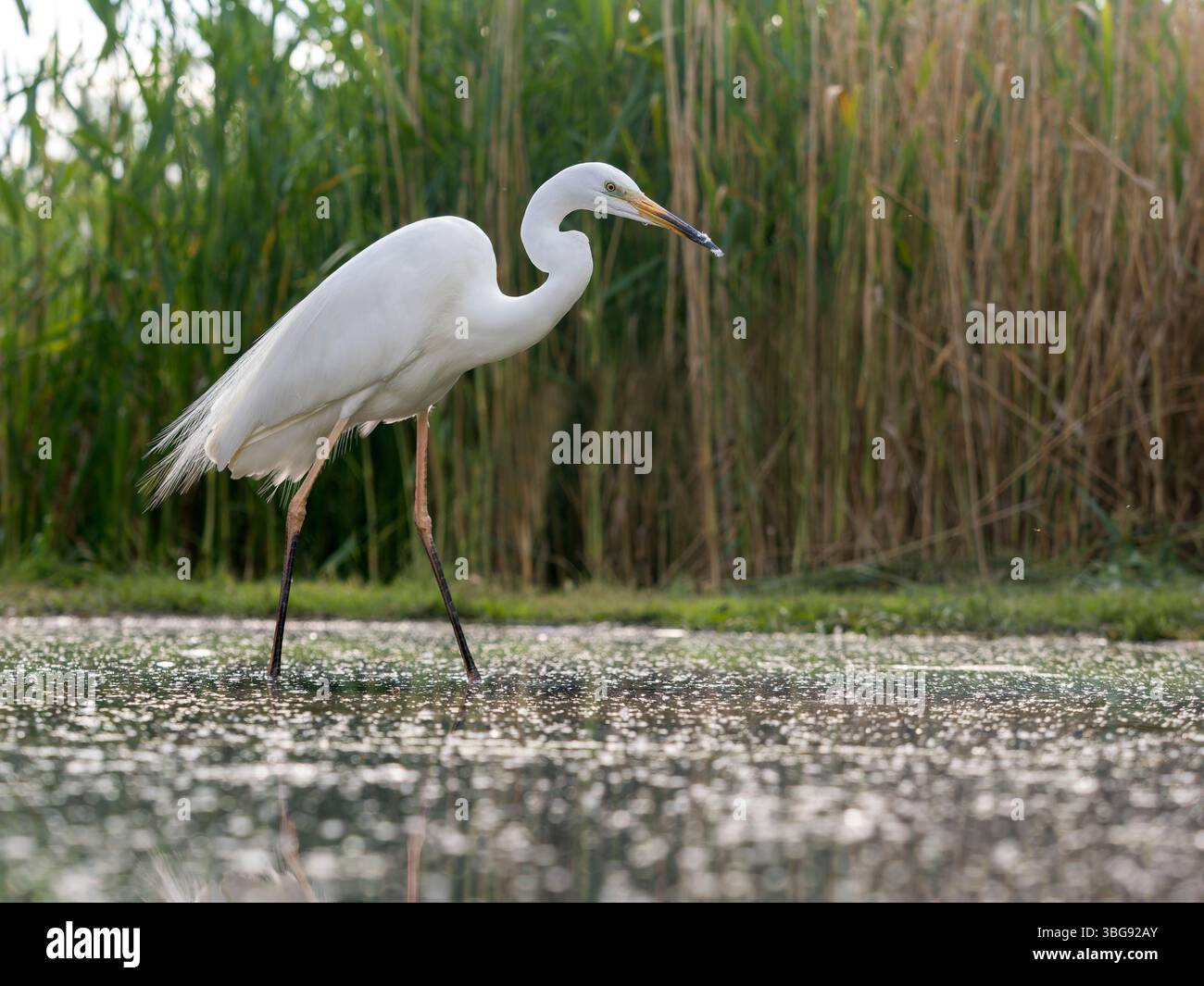 Great white heron, Ardea alba, Single bird in water, Hungary, May 2025 ...