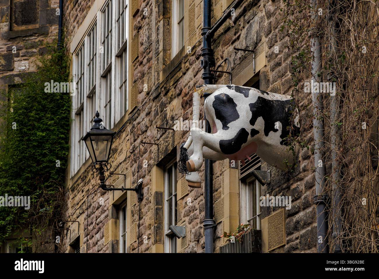 Quirky cow sculpture protruding from the wall of a stone building in ...