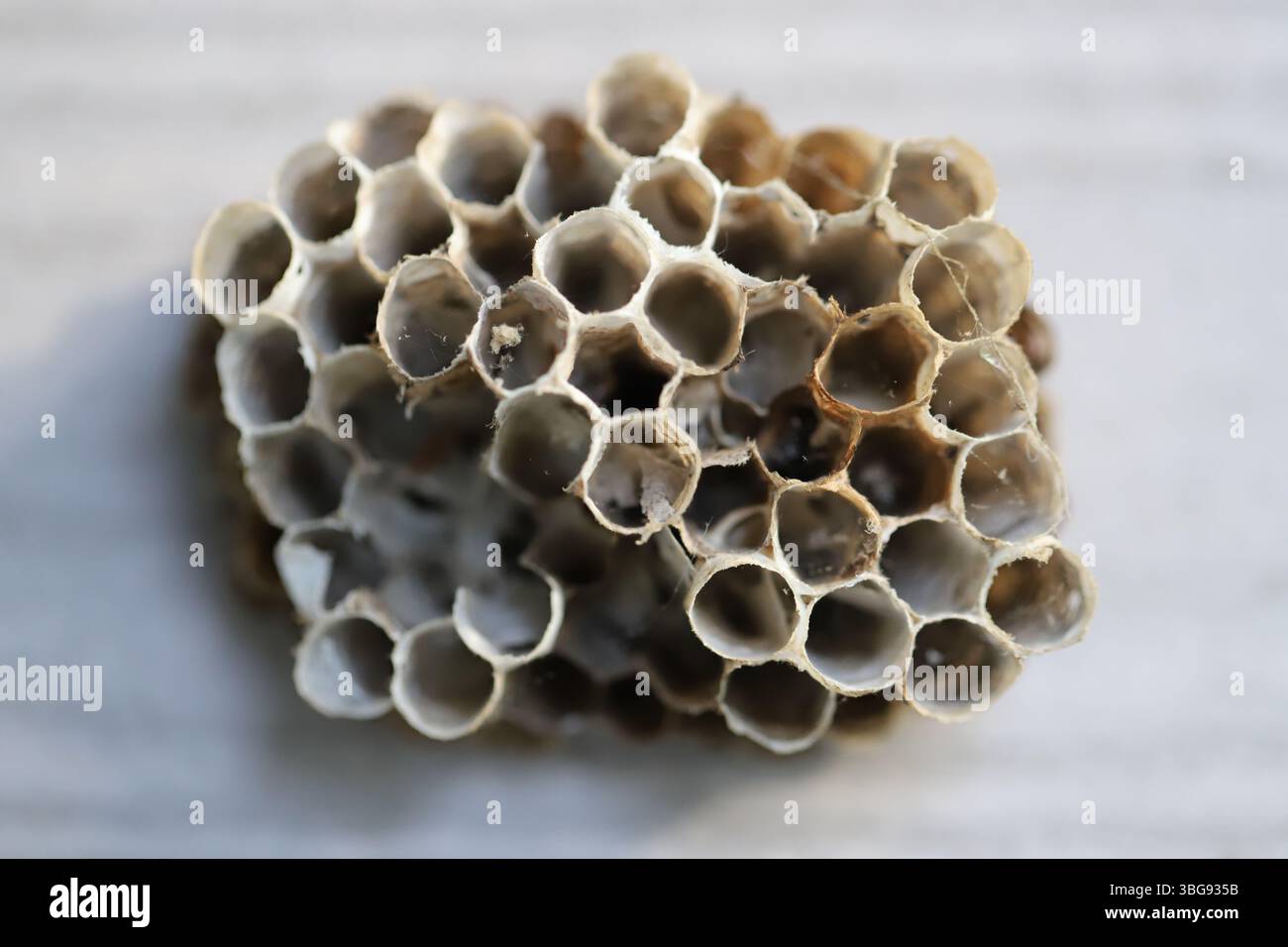 Paper wasp nest with a honeycomb-like structure with hexagonal cells ...