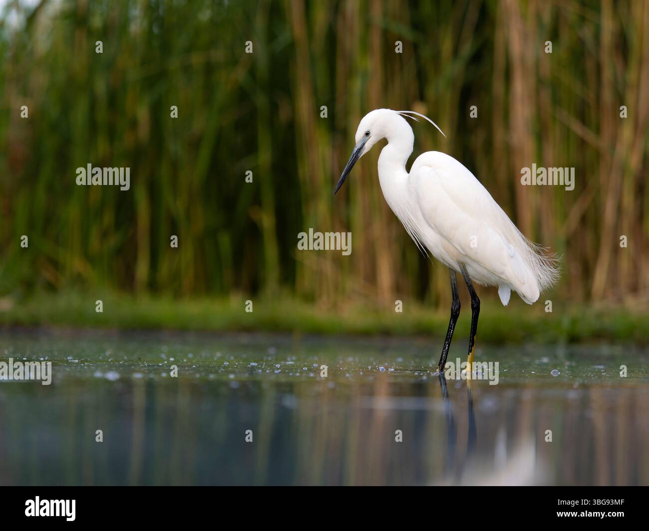 Little egret, Egretta garzetta, Single bird in water, Hungary, May 2025 ...