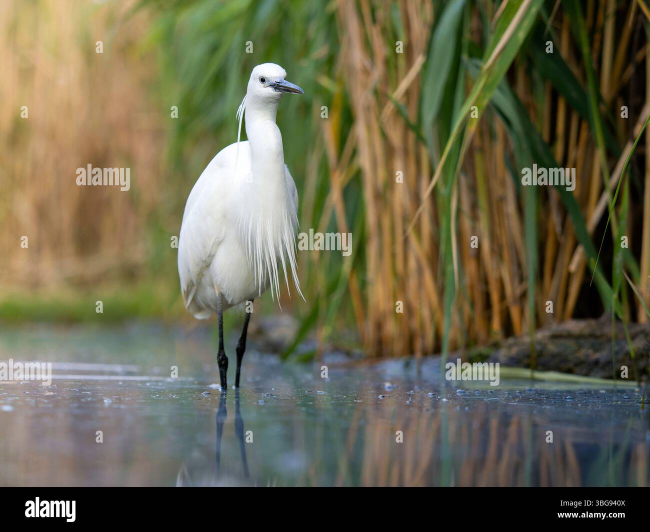 Little egret, Egretta garzetta, Single bird in water, Hungary, May 2025 ...