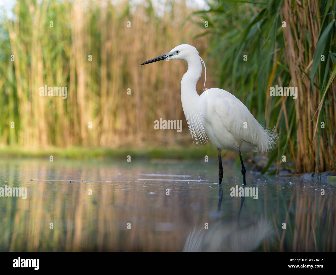 Little egret, Egretta garzetta, Single bird in water, Hungary, May 2025 ...