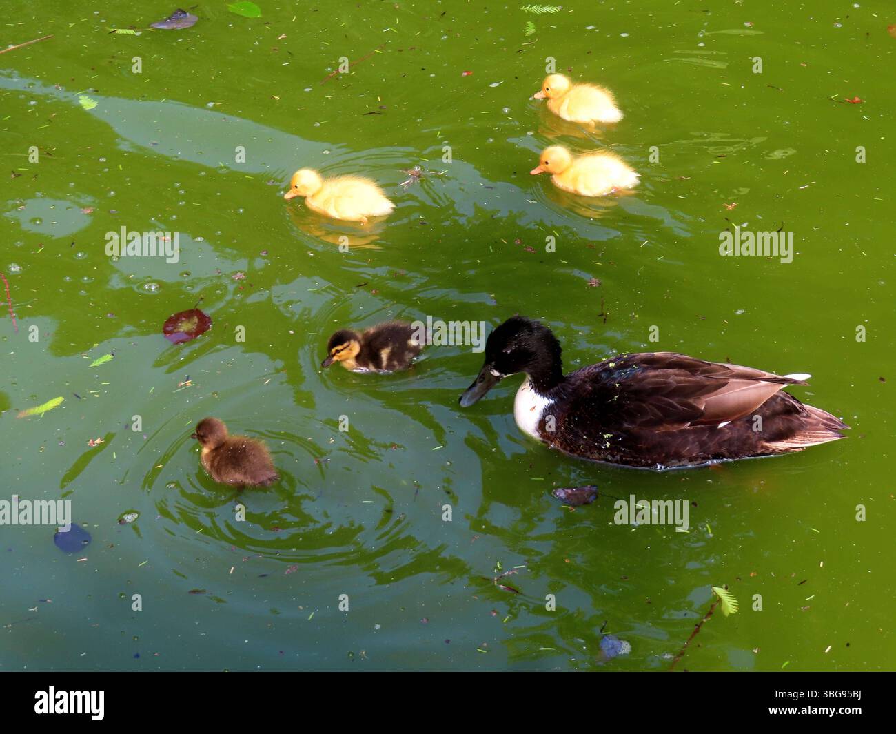 ...Mama Ente und ihre fuenf Kueken Enten Patchwork Familie *** Mama ...