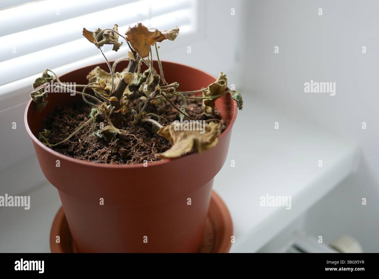 Overwatered plants hi-res stock photography and images - Alamy