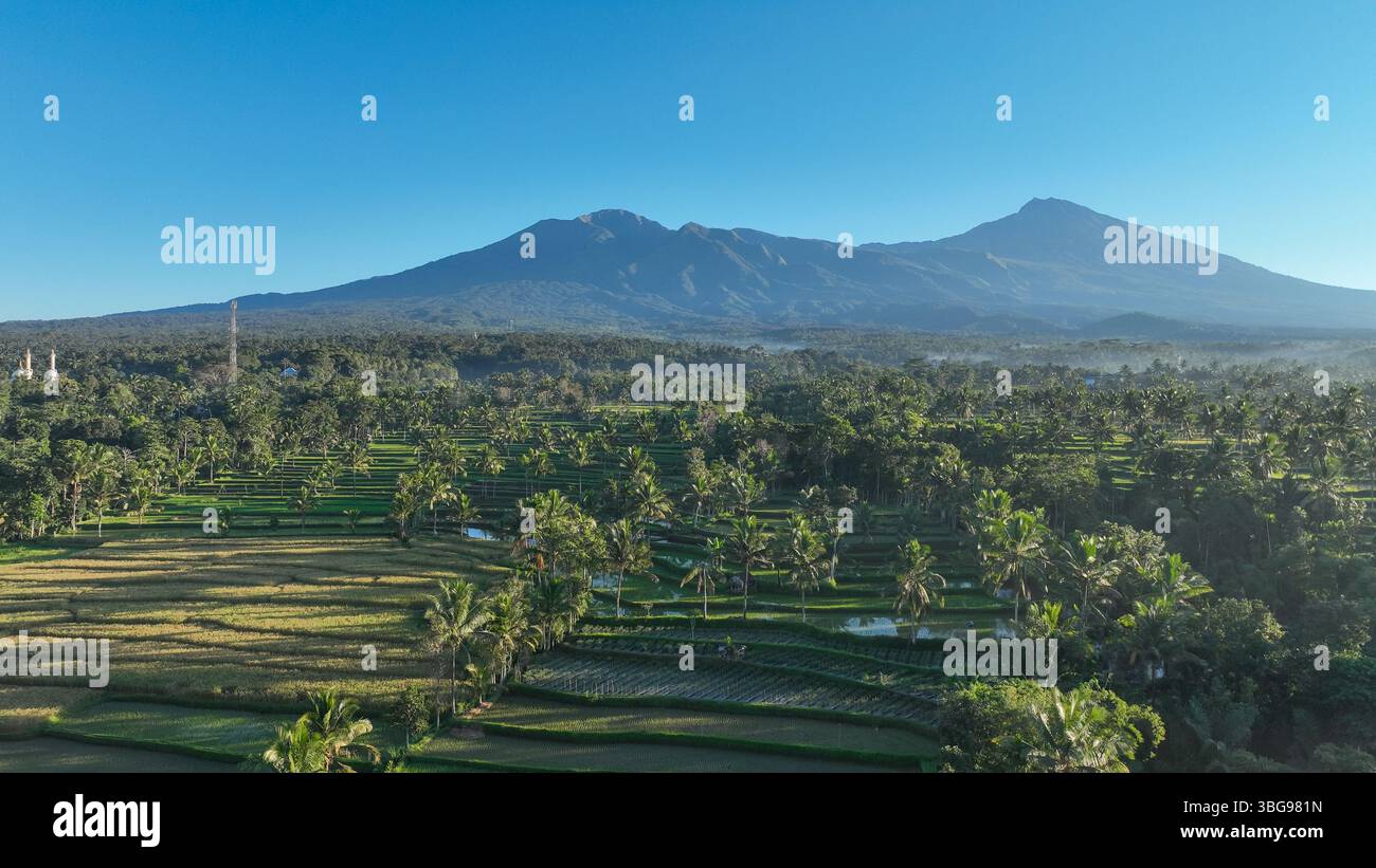 Mount Rinjani dominates the horizon, rising above endless green rice ...