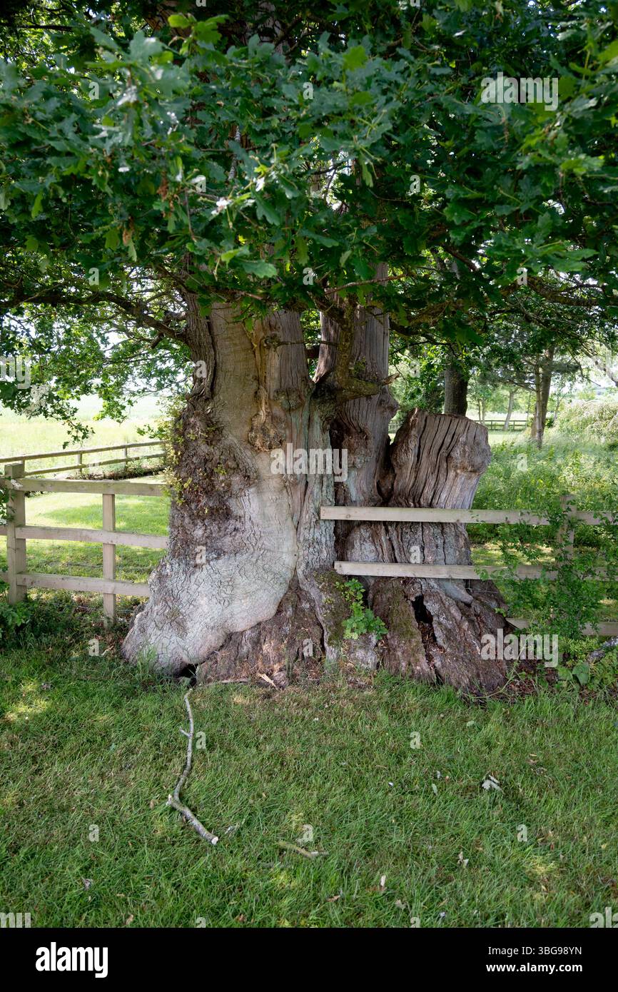 An old gnarled oak tree, Warwickshire, UK Stock Photo - Alamy
