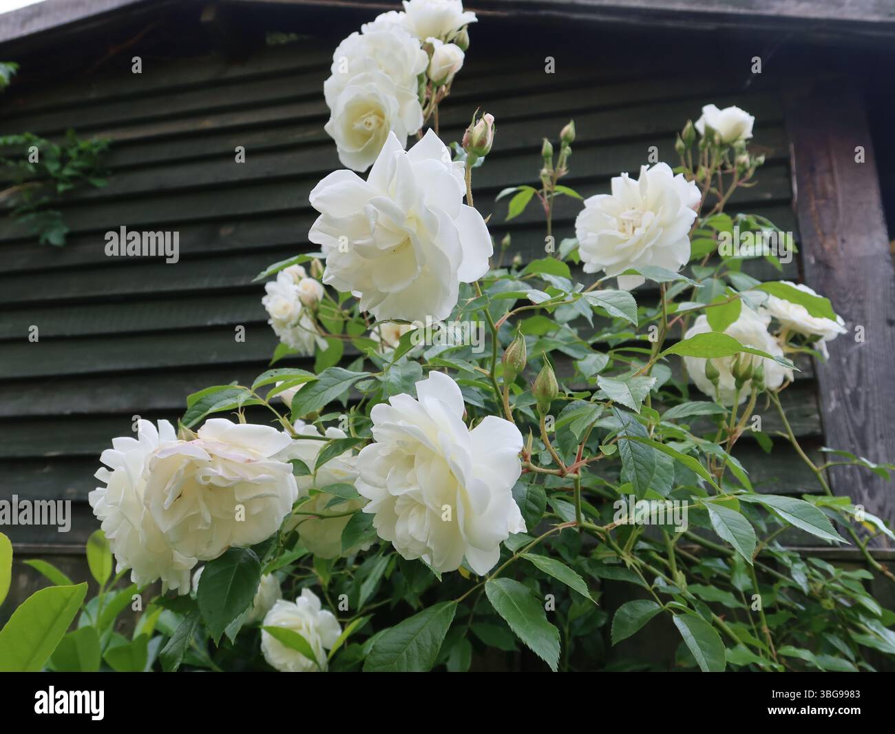 The climbing rose 
