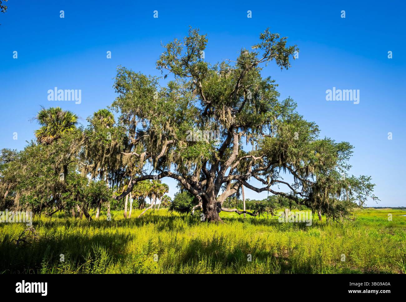 Live Oak tree in Myakka River State Park in Sarasota Florida USA Stock ...