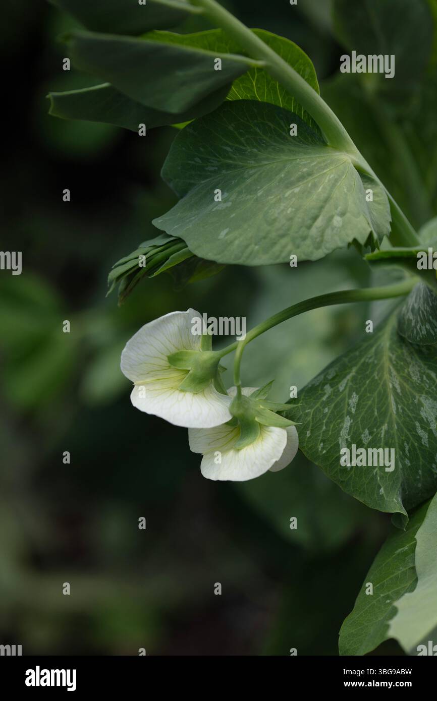 Beautiful natural close up food plant portrait. full-flavoured ...