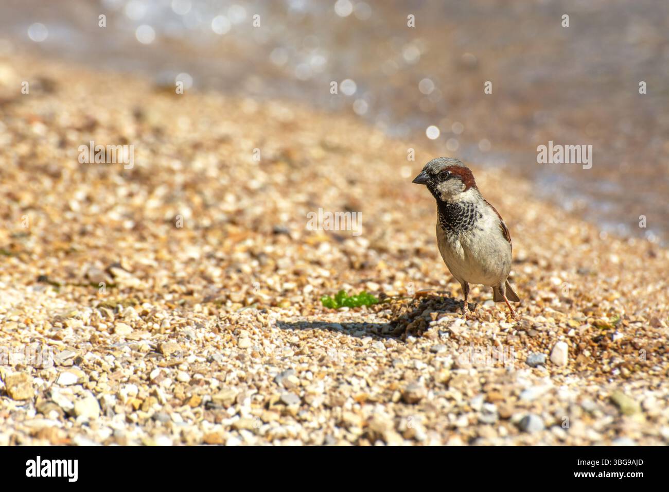 Male house sparrow foraging for seaweed on the beach.They are primarily ...