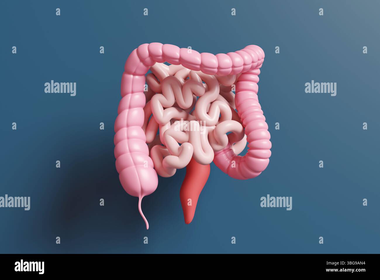 Model of large and small intestine on dark blue background ...