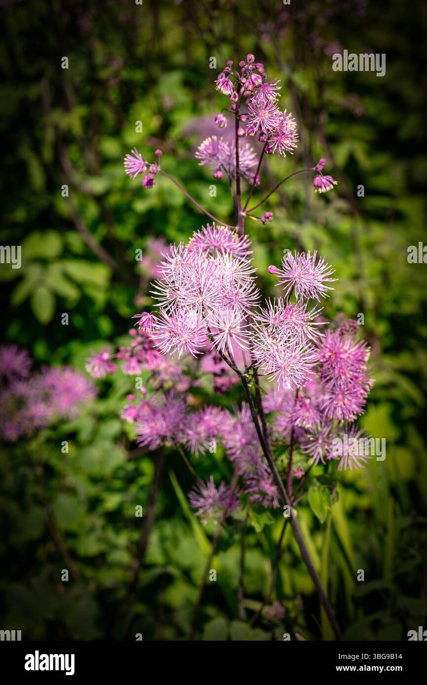 French meadow rue purpureum hi-res stock photography and images - Alamy