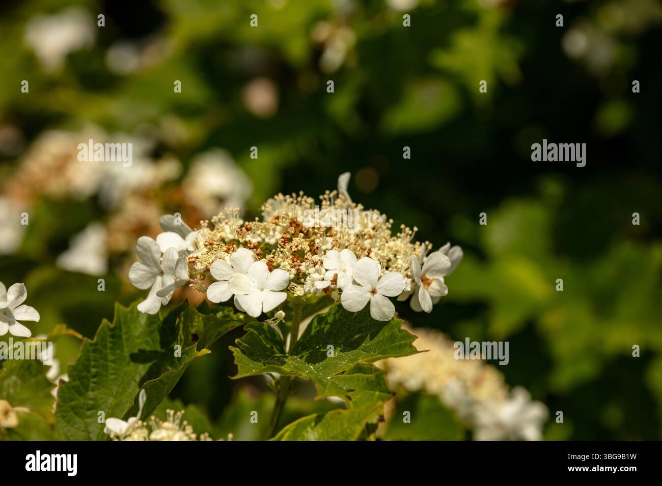Natural close up flowering plant portrait of Viburnum opulus, guelder rose in bloom. Natural ...
