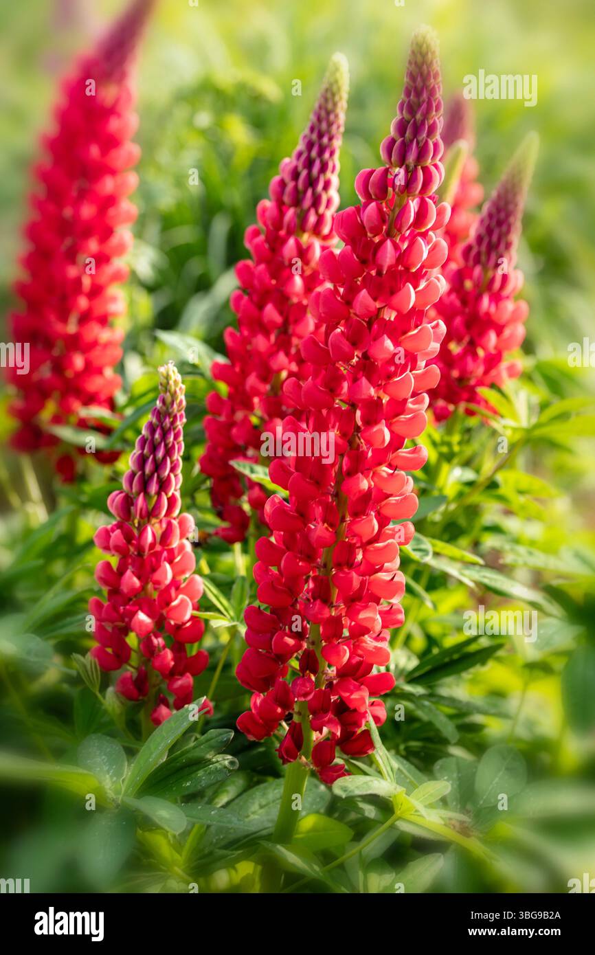 Natural close up flowering plant portrait of the stunning Lupinus ...