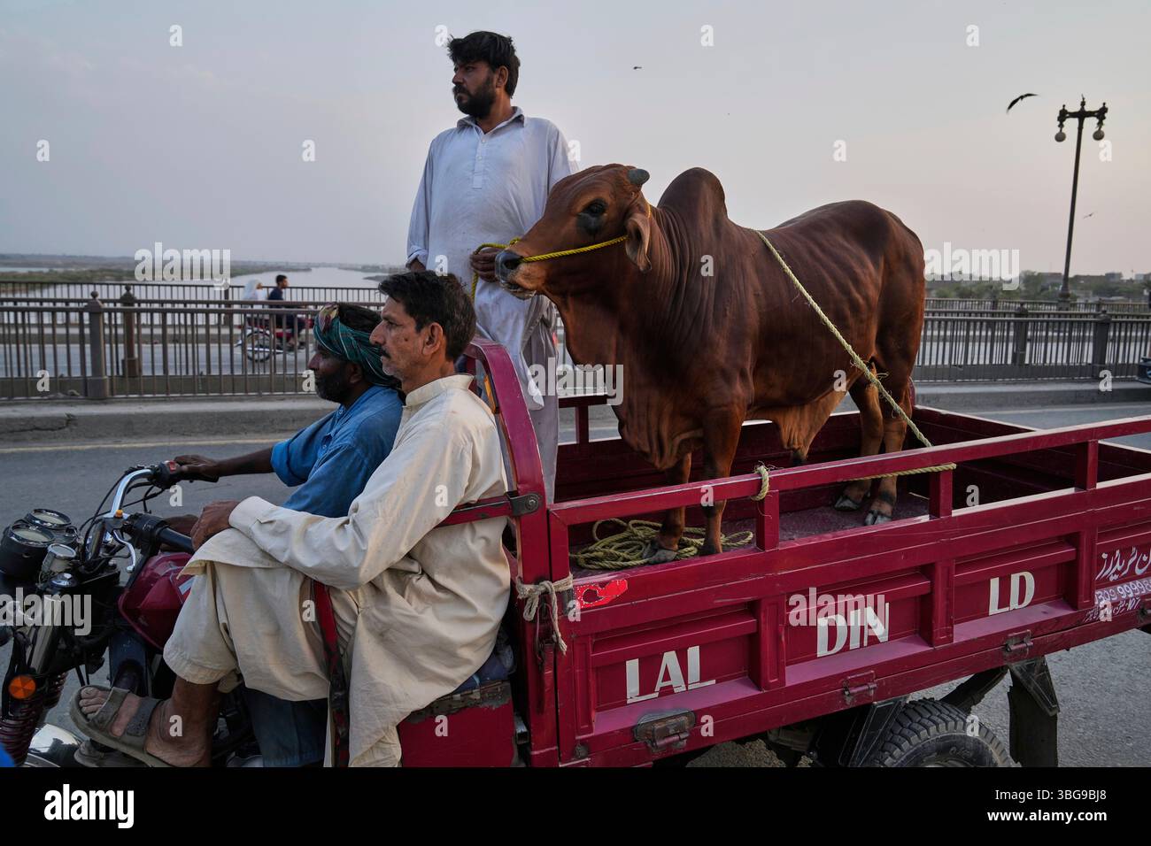 People transport a bull on an auto rickshaw after buying the bull from ...