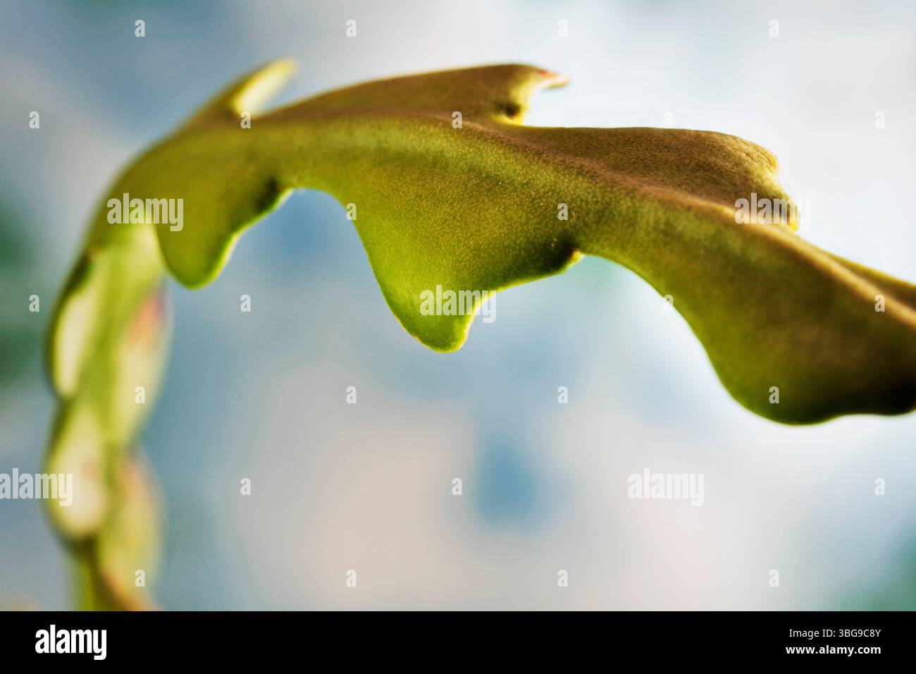 Detail of green leaf of epiphyllum cactus , common name climbing cacti ...