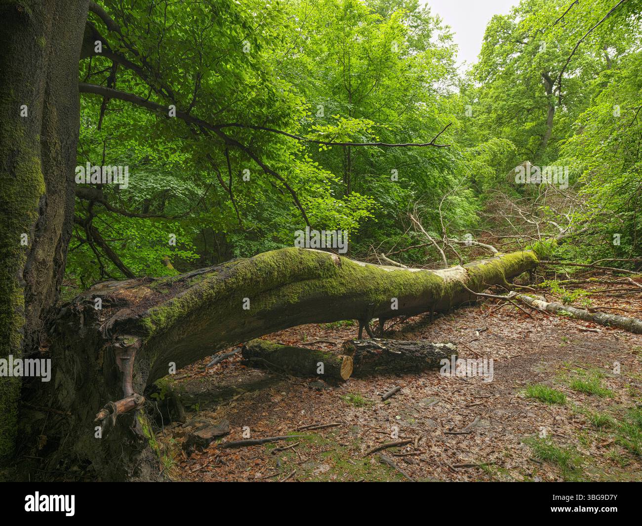 Abgestorbener, umgefallener Baumstamm im Urwald Sababurg, Gutsbezirk ...