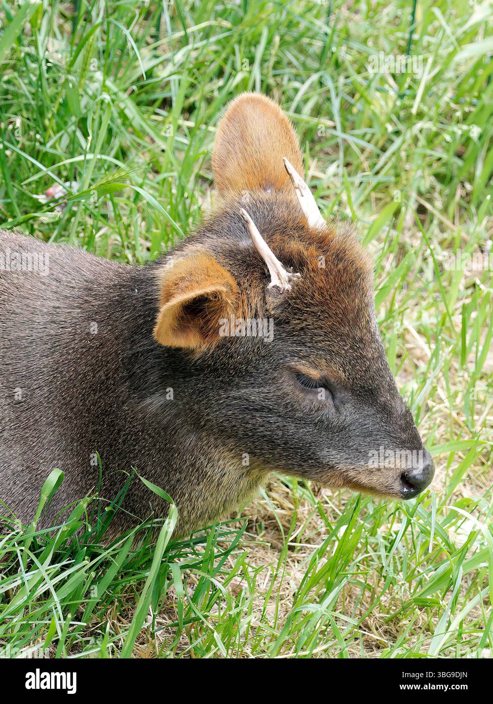 southern pudu - male, Südpudu, Pudu du Sud, Pudu puda, déli ...