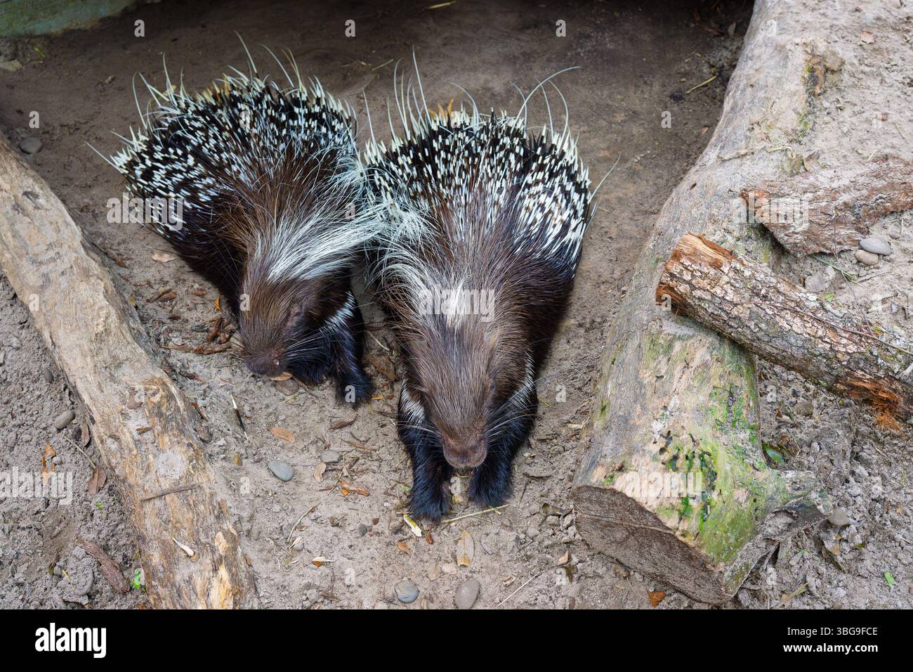 Two African Cape porcupines rest with their front paws stretched out on ...