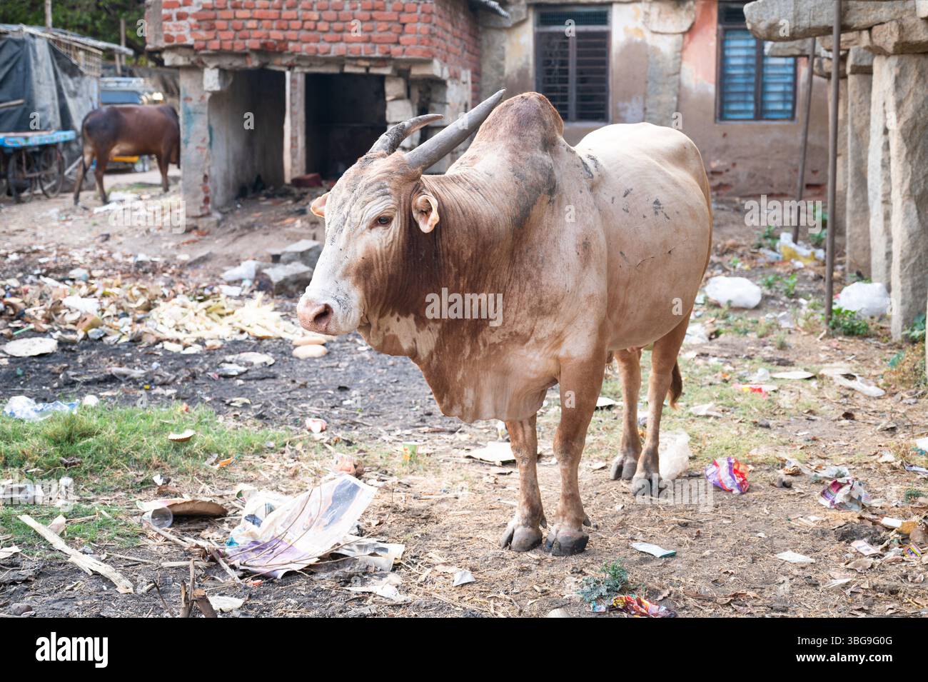 Zubu bull, humped cattle, Bos indicus in Hampi city, India, dilapidated ...