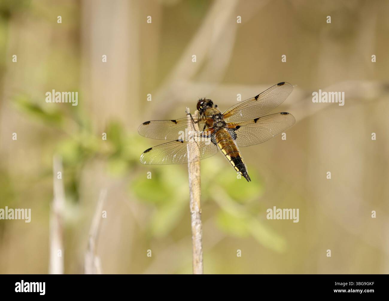 Four-spotted Chaser female - Libellula quadrimaculata Stock Photo - Alamy