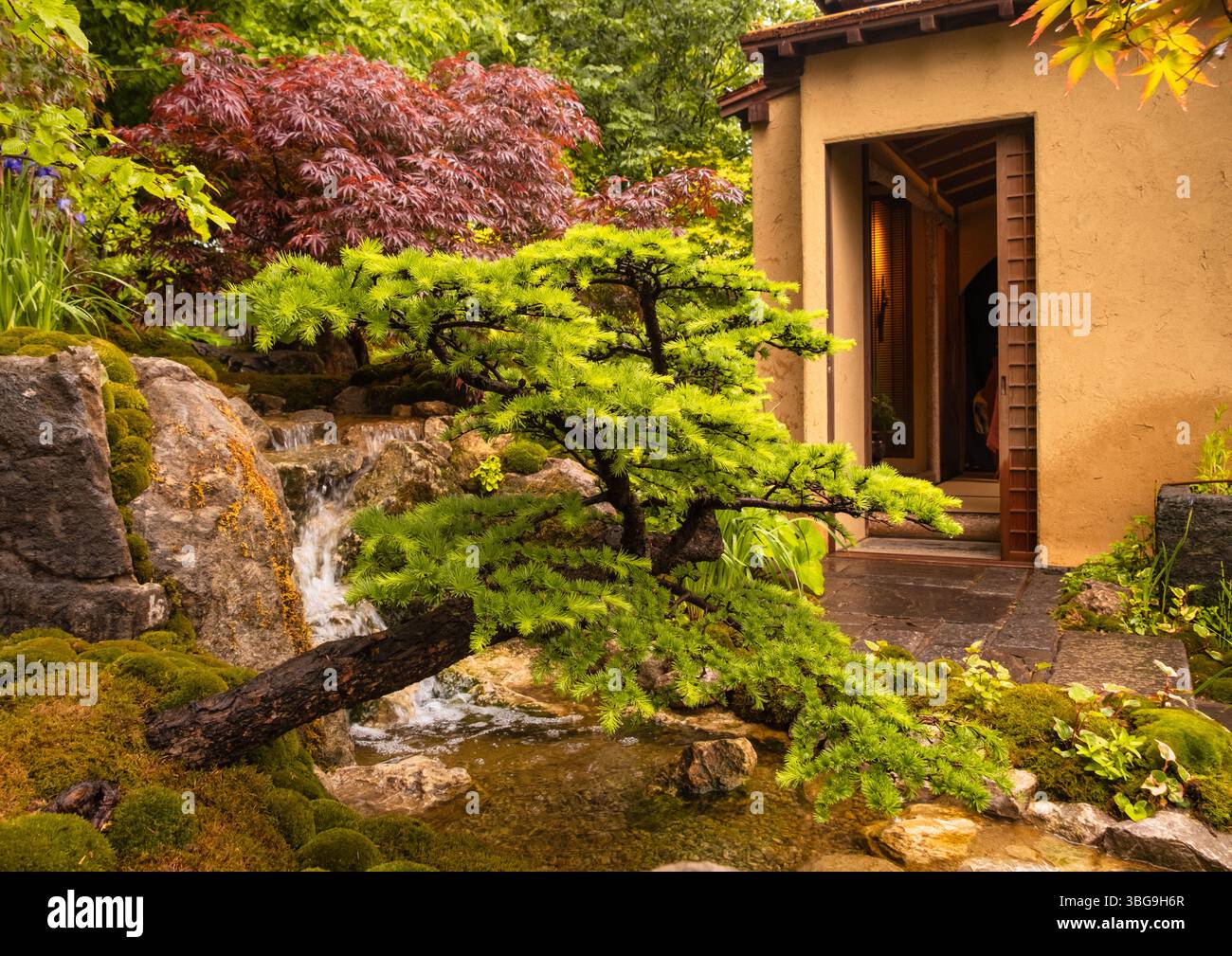The Cha No Niwa - Japanese tea garden at the Chelsea Flower Show 2025 ...