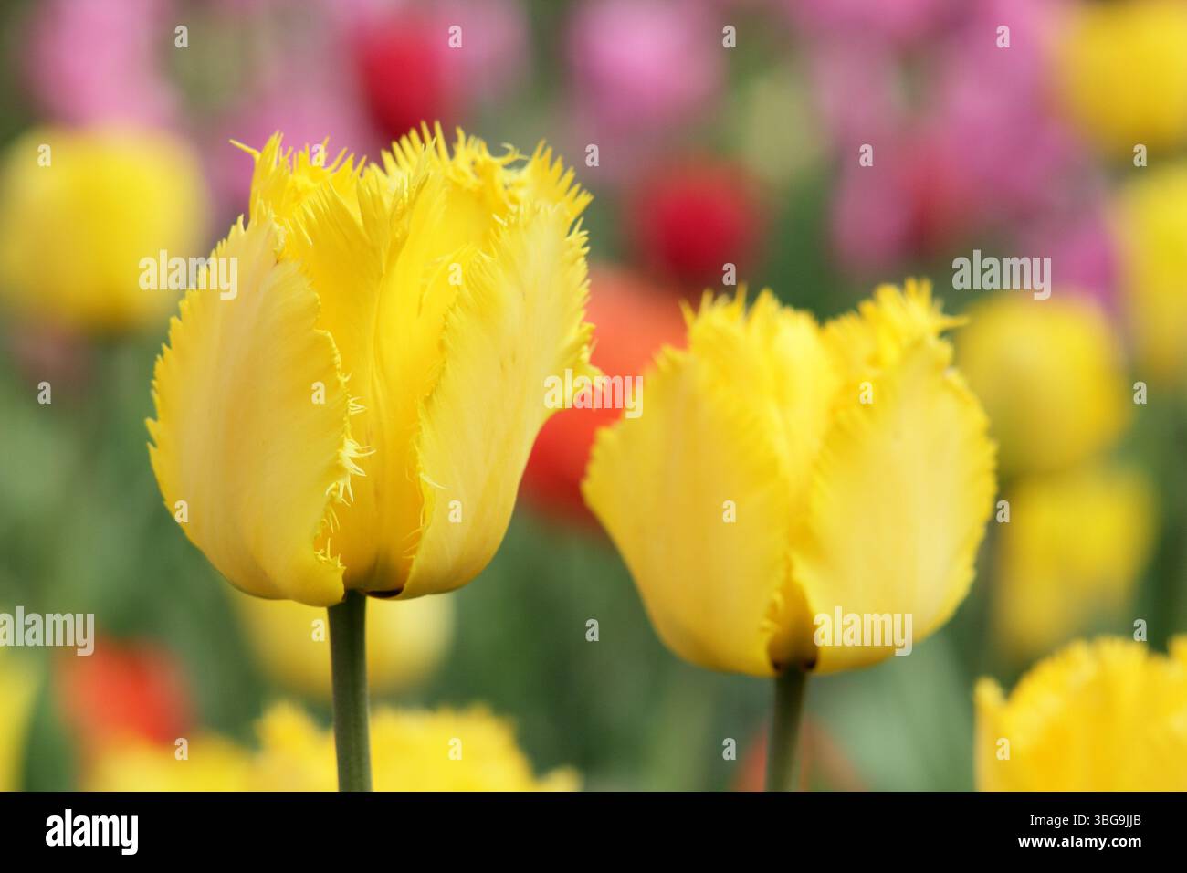 Tulipa crystal star hi-res stock photography and images - Alamy