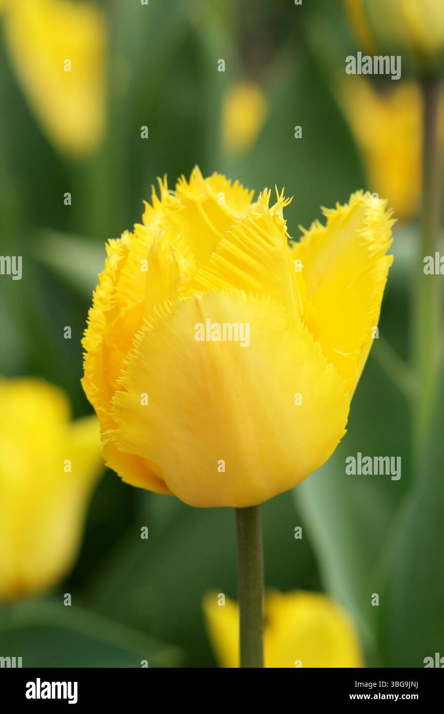 Tulipa Crystal Star. Tulip Crystal Star, a fringed tulip with vibrant ...