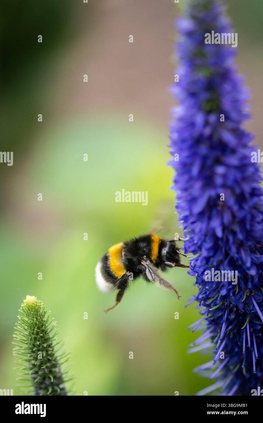 Macro insect honey bee white-tailed bumblebee flying to flower veronica ...