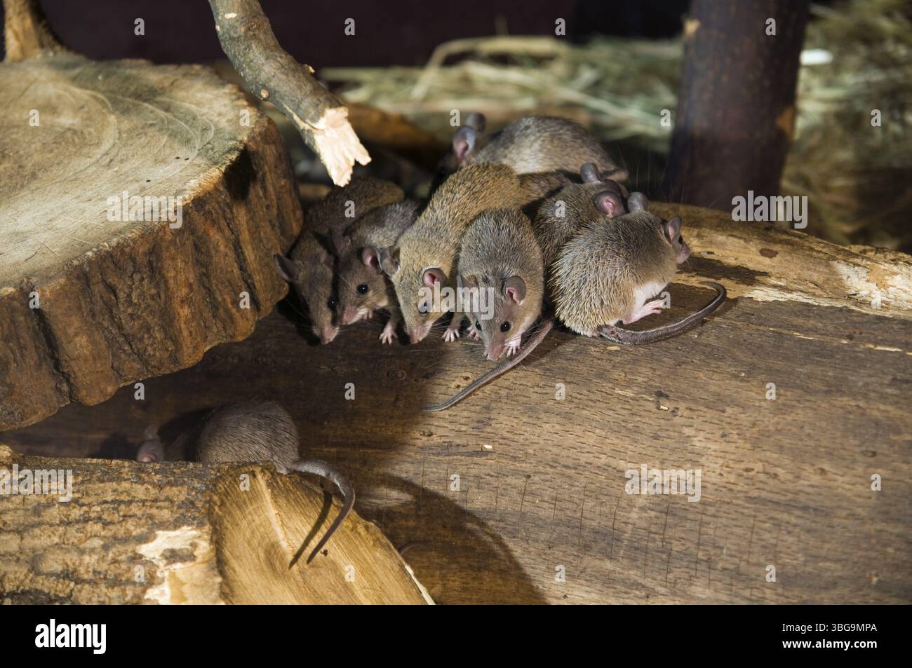 Small group of dark Cairo spiny mice (acomys cairo spiny mouse) on ...