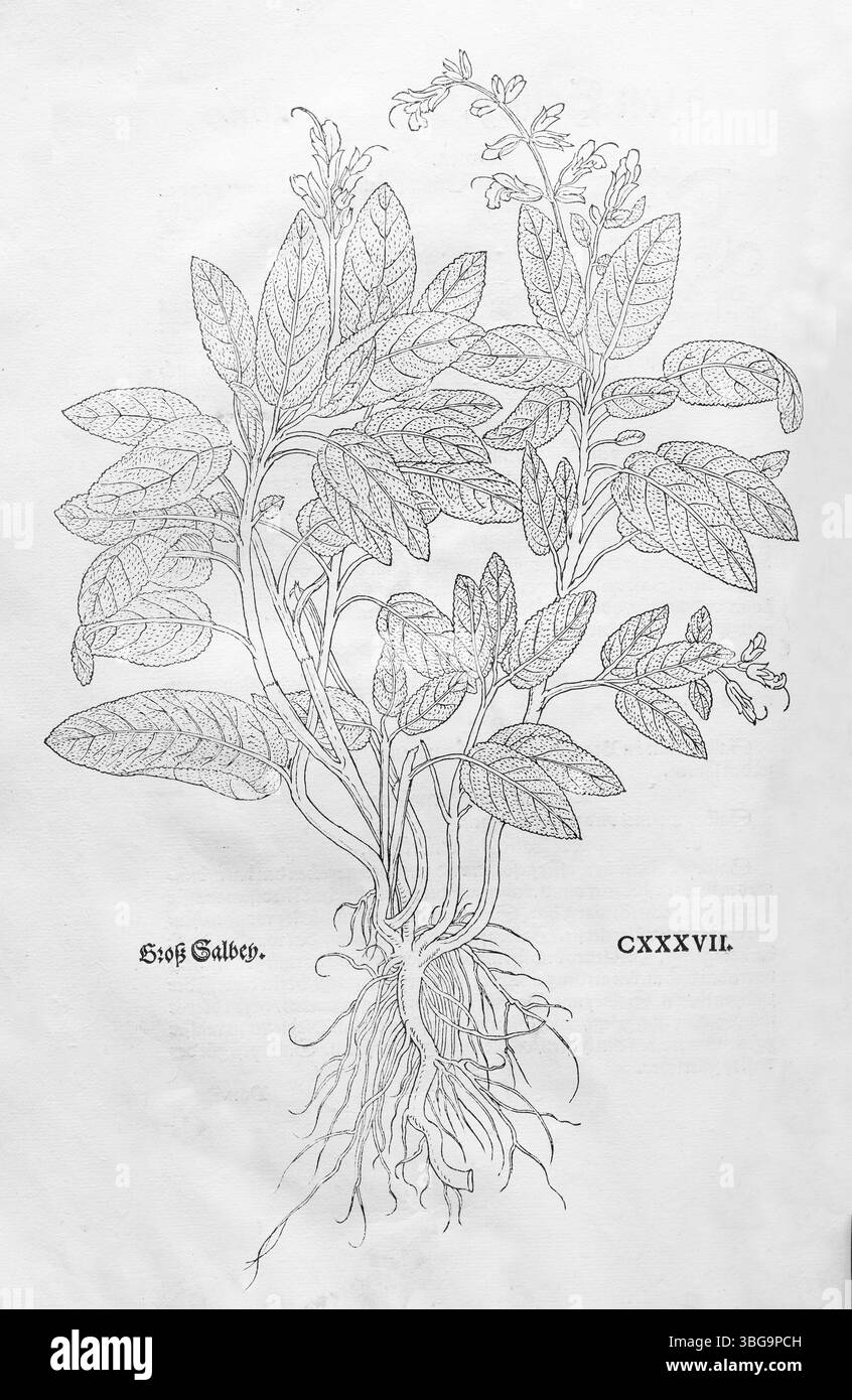 Common sage, garden sage (Salvia offincinalis), woodcut by Leonhart ...