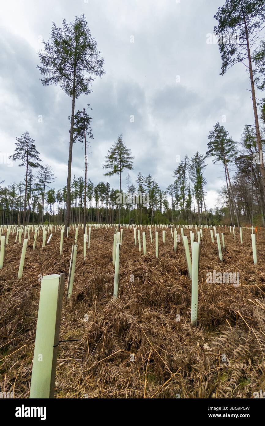 Schloss Holte, Schloss Holte-Stukenbrock, North Rhine-Westphalia ...