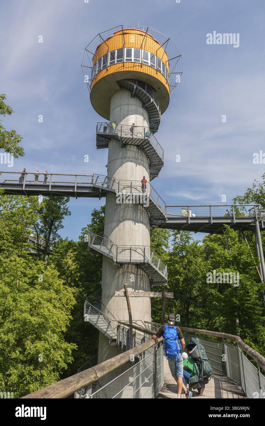Viewing platform on the treetop walk in the UNESCO World Heritage Site ...
