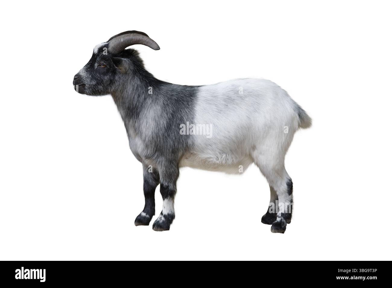 Cute white goat portrait Cut Out Stock Images & Pictures - Alamy