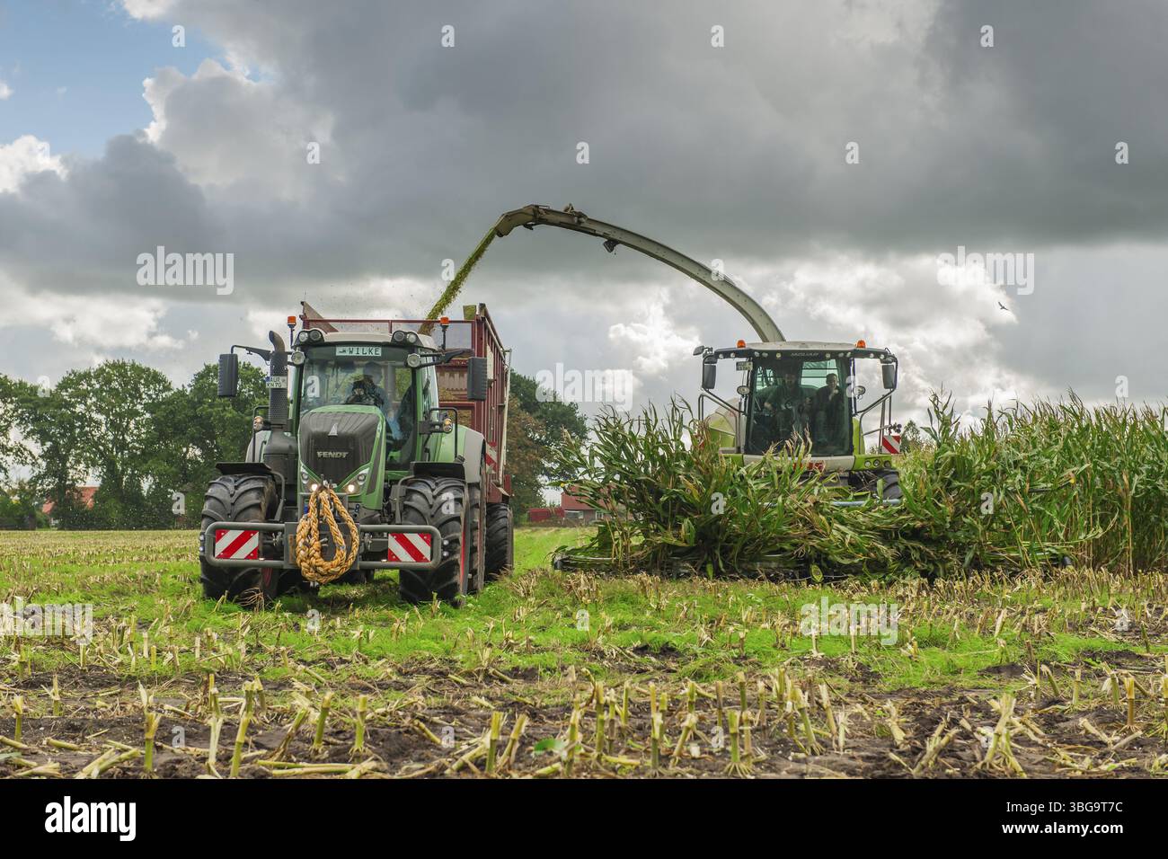 Frontal view of a maize harvesting team consisting of a forage ...