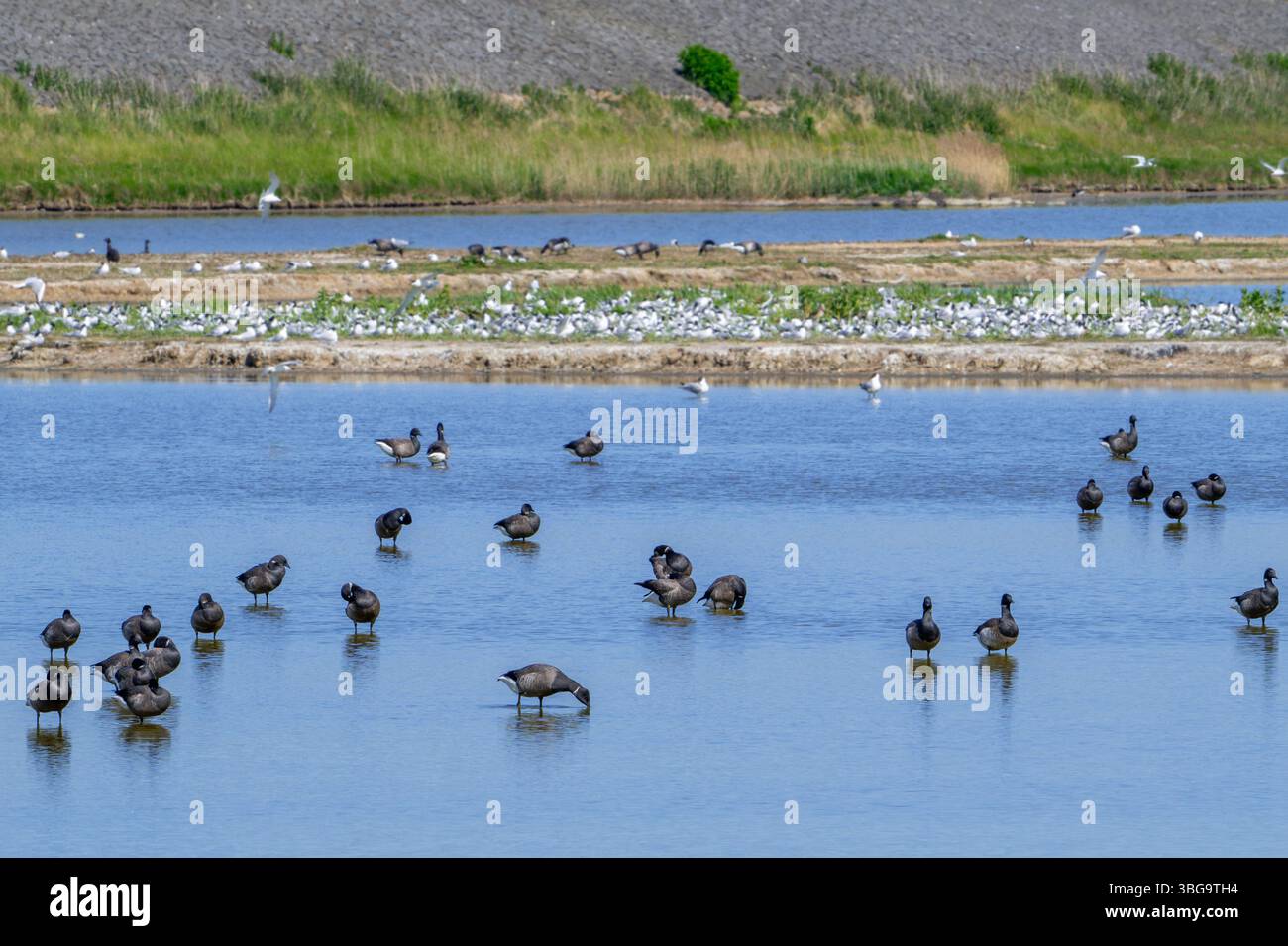 Flock of brant geese / brent goose (Branta bernicla) resting in shallow ...