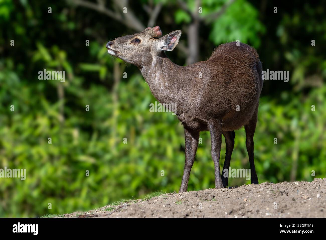 Native trees to ireland hi-res stock photography and images - Alamy