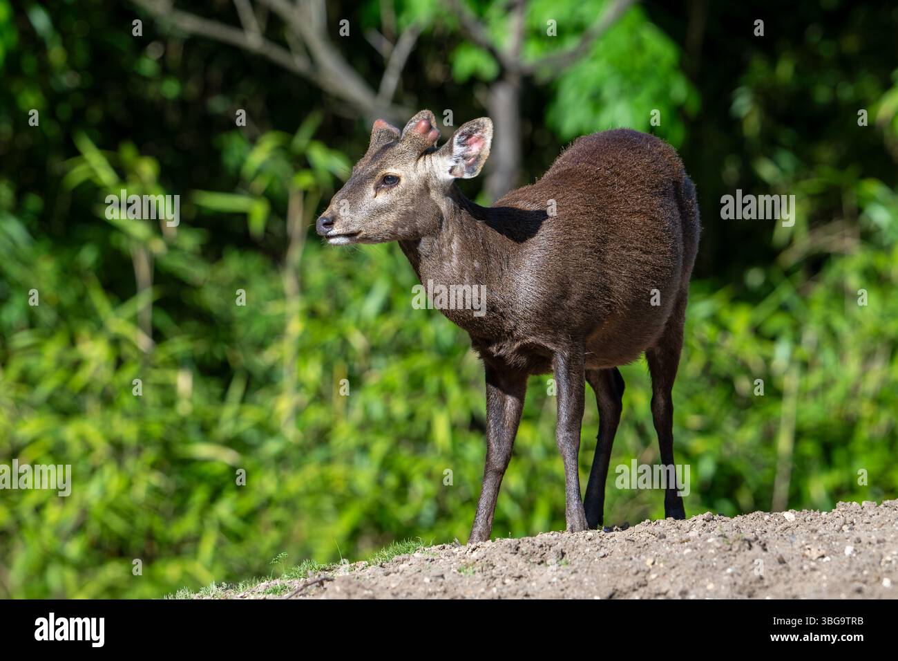 Native trees to ireland hi-res stock photography and images - Alamy