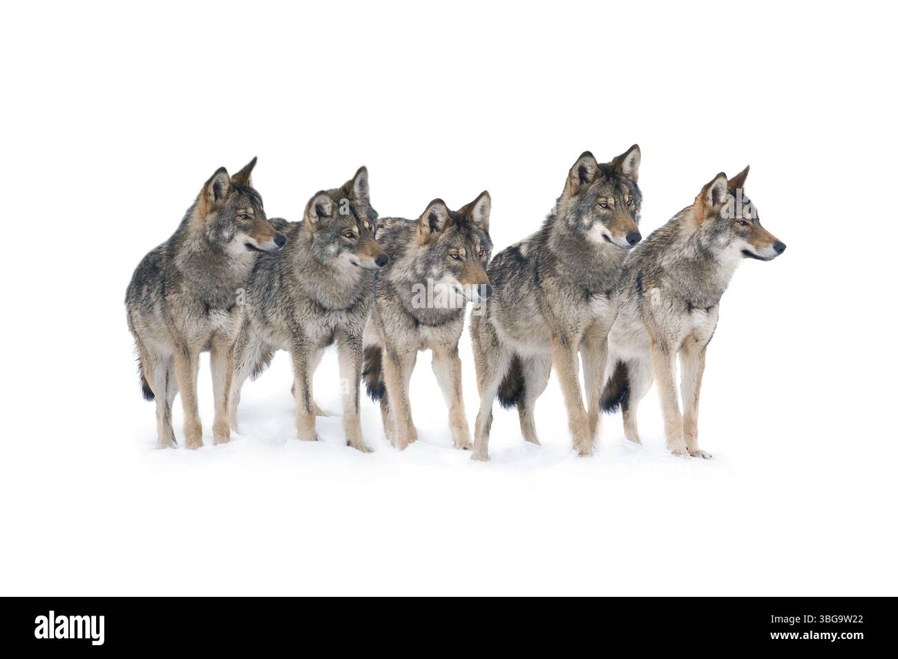 Creature on pack Cut Out Stock Images & Pictures - Alamy