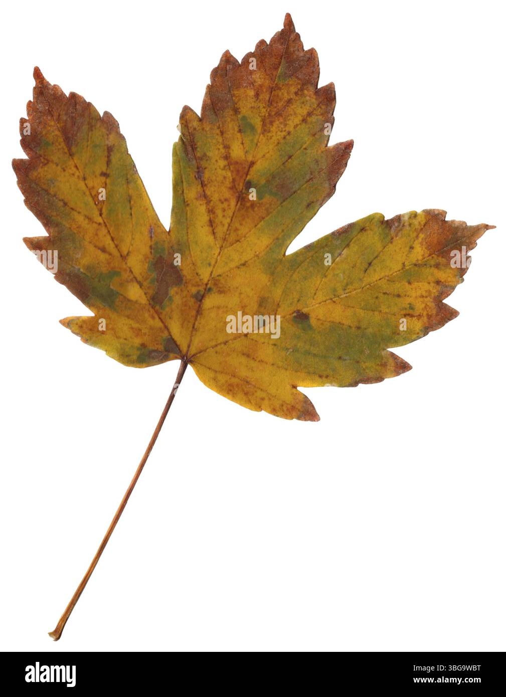 View in autumn on Cut Out Stock Images & Pictures - Alamy