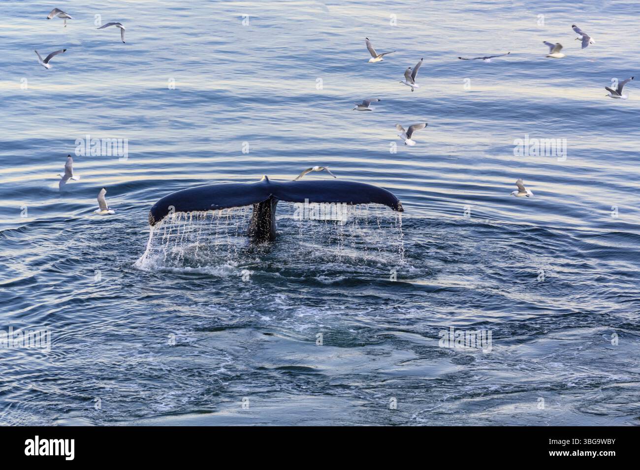 Greenland Ilulissat glaciers at ocean with floating whales and tails ...
