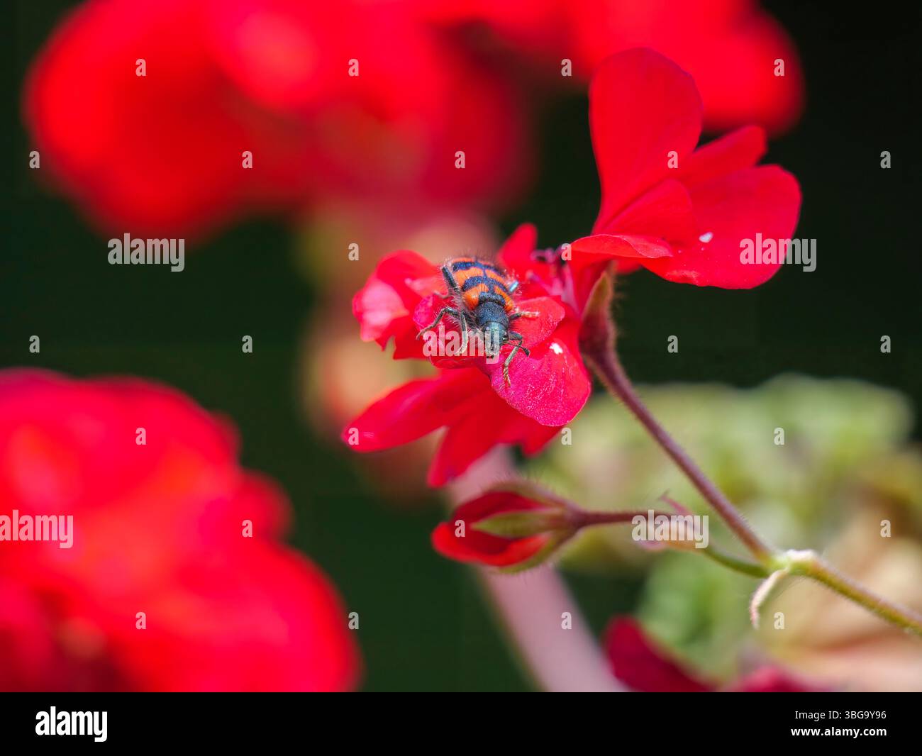 A shaggy bee beetle (Trichodes alvearius) sits on a leaf of a geranium ...