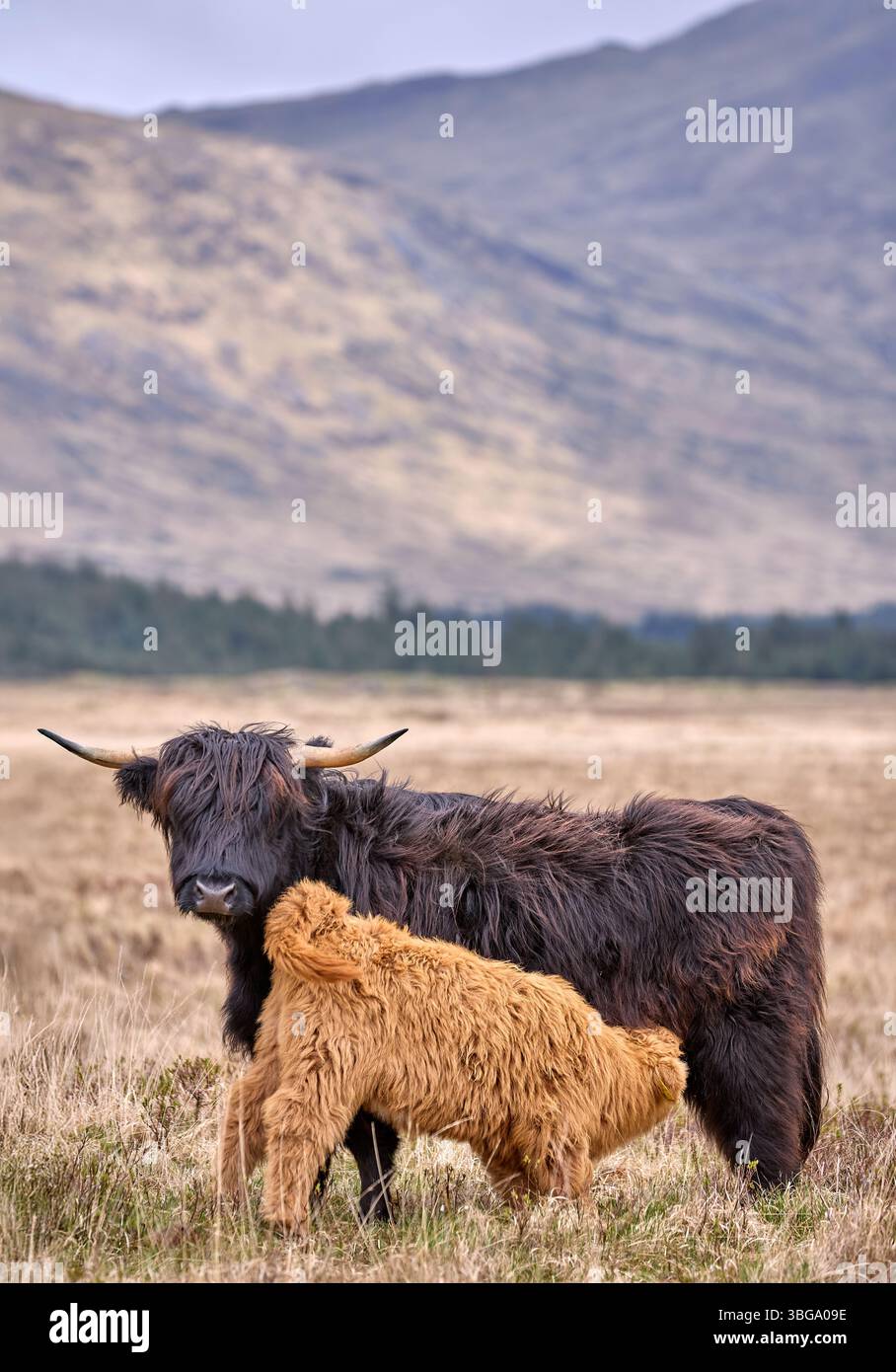 highland cattle with calf on a pasture in the scottish highlands, UK ...