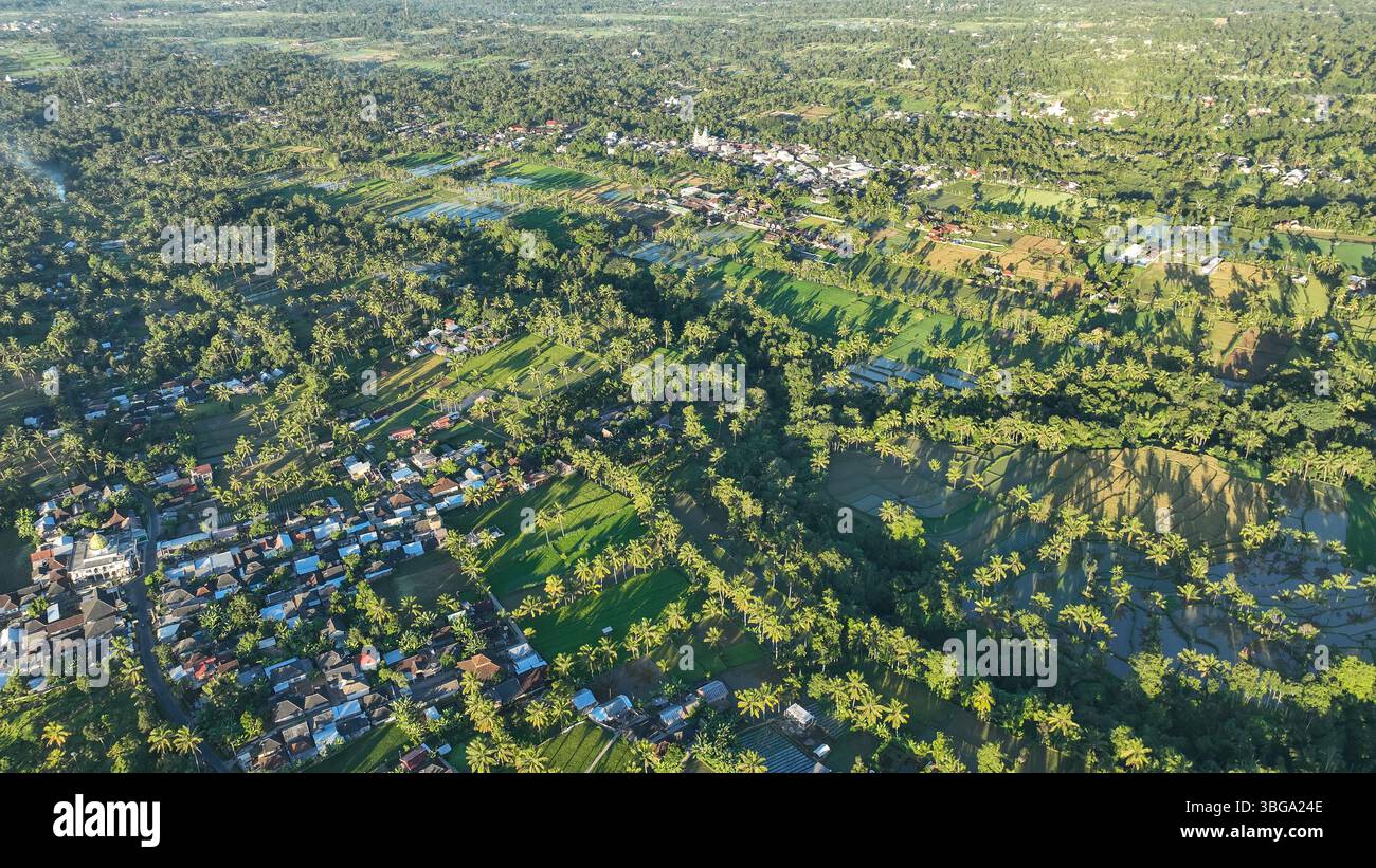 A stunning drone view over Lombok terraced rice fields and dense palm ...