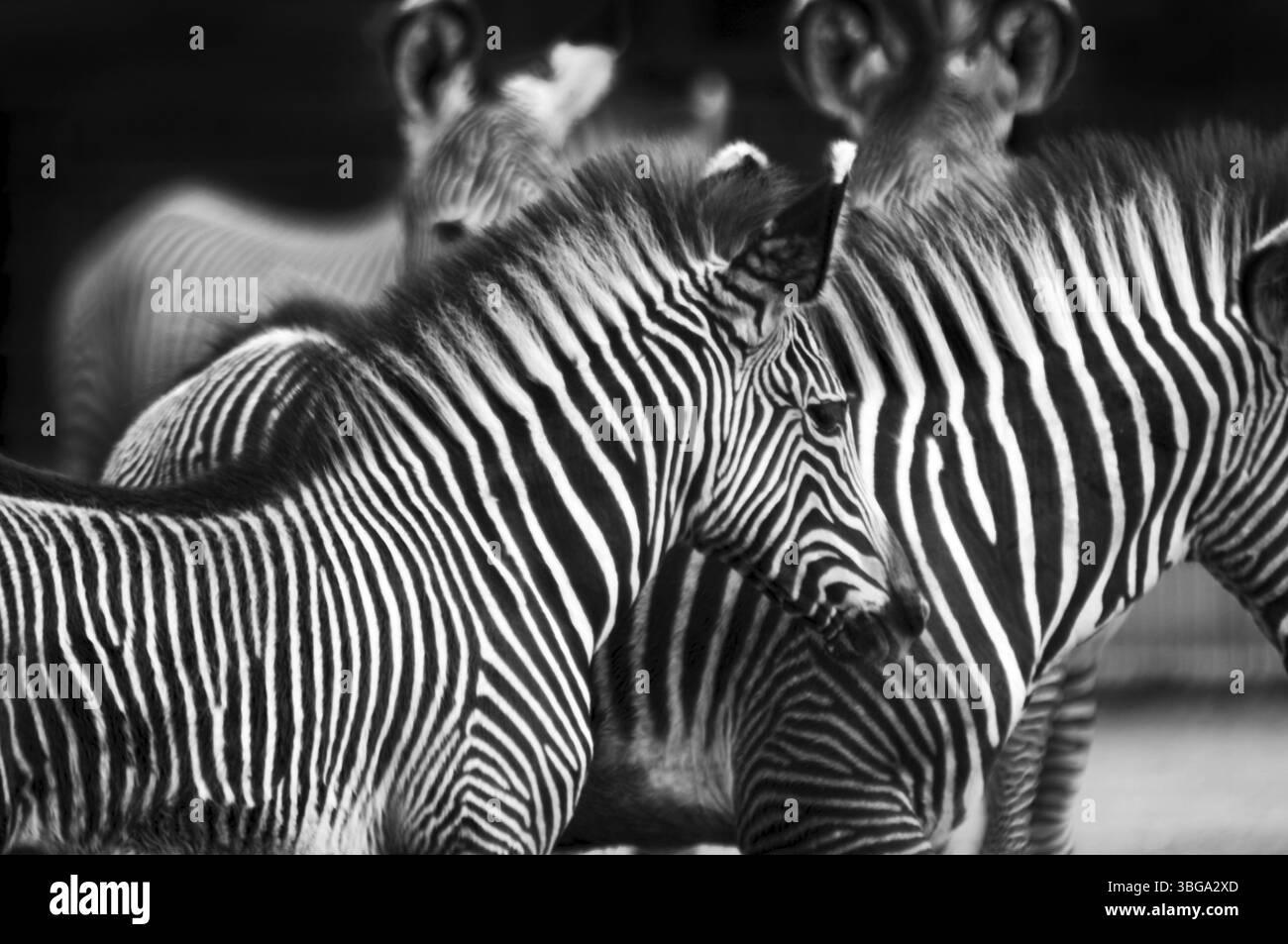 Side stripe Black and White Stock Photos & Images - Alamy