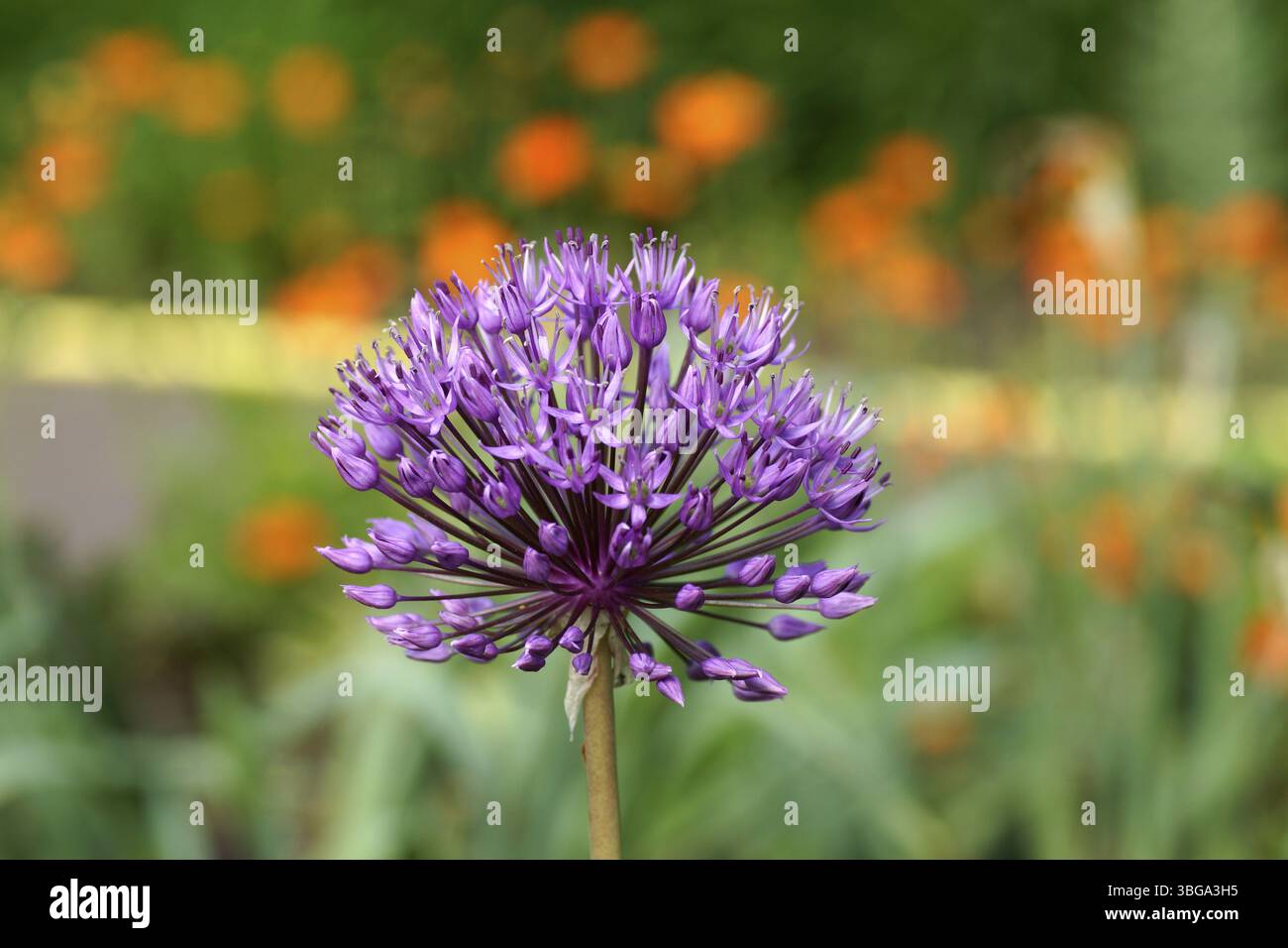 Giant leek (Allium giganteum Stock Photo - Alamy