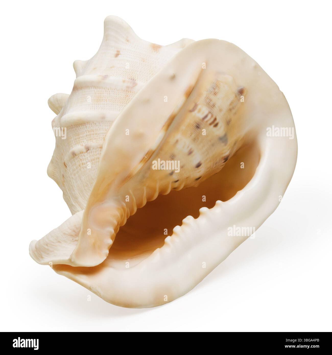 Setiliche view of a Pacific helmet snail against a white background ...